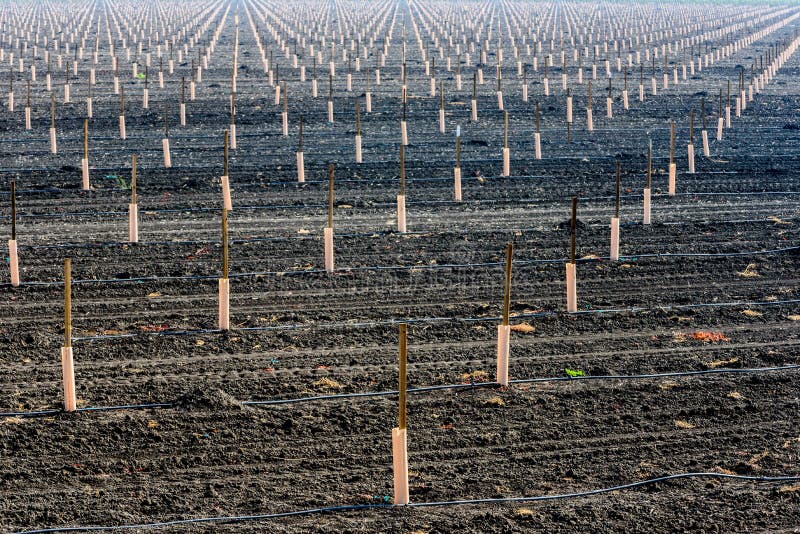 Newly Planted Crop in Rows and Field Stock Image - Image of plant ...