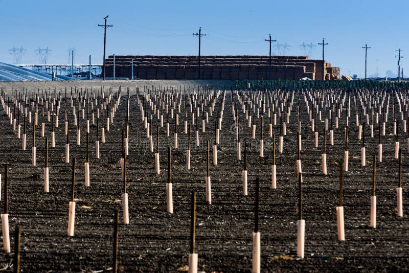 Newly Planted Crop in Rows and Field Stock Image - Image of plants ...