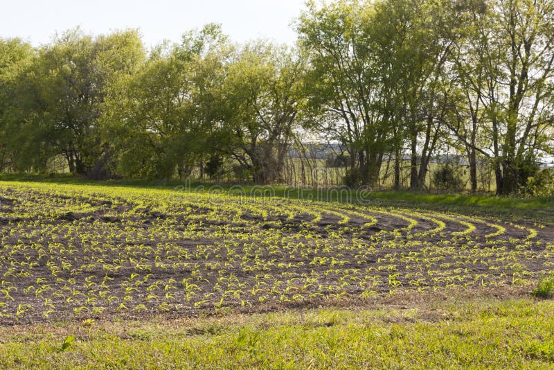 Newly Planted Crops stock photo. Image of farming, agribusiness - 30912836