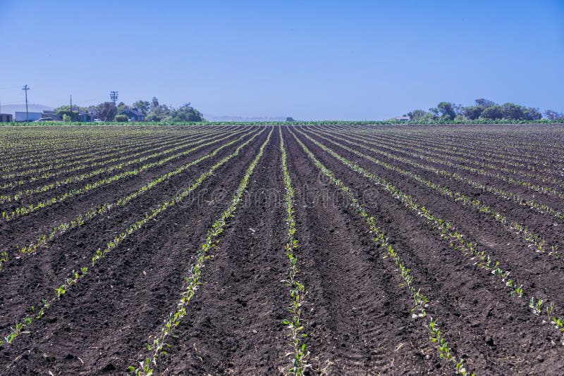 Newly Planted Field, California Stock Image - Image of organic, field ...