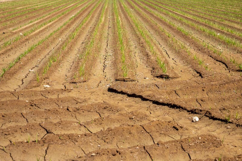 Newly Planted Field of Vegetables and Vegetables, Crops of the ...