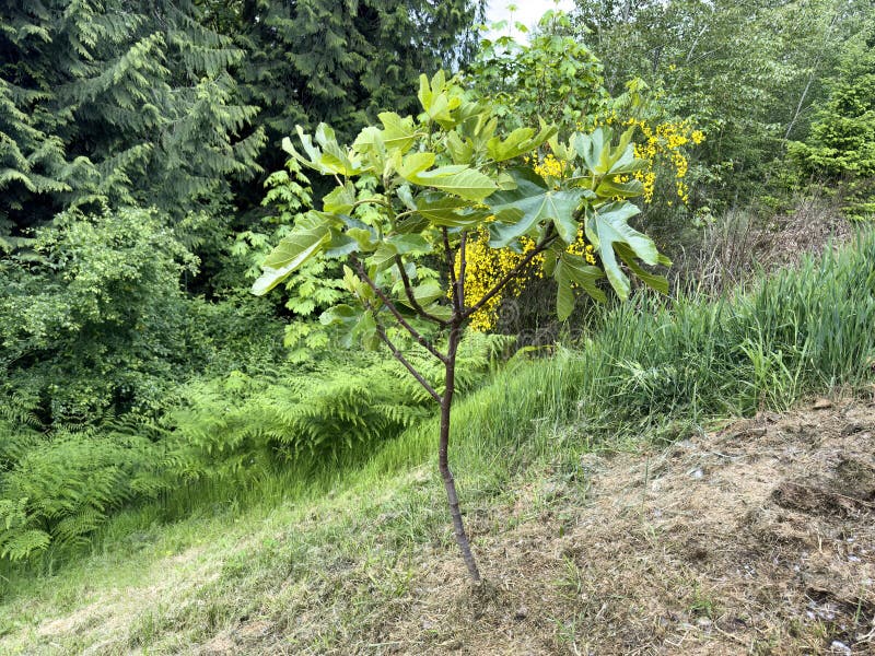 Newly Planted Fig Fruit Tree in Field during Late Spring Stock Image ...