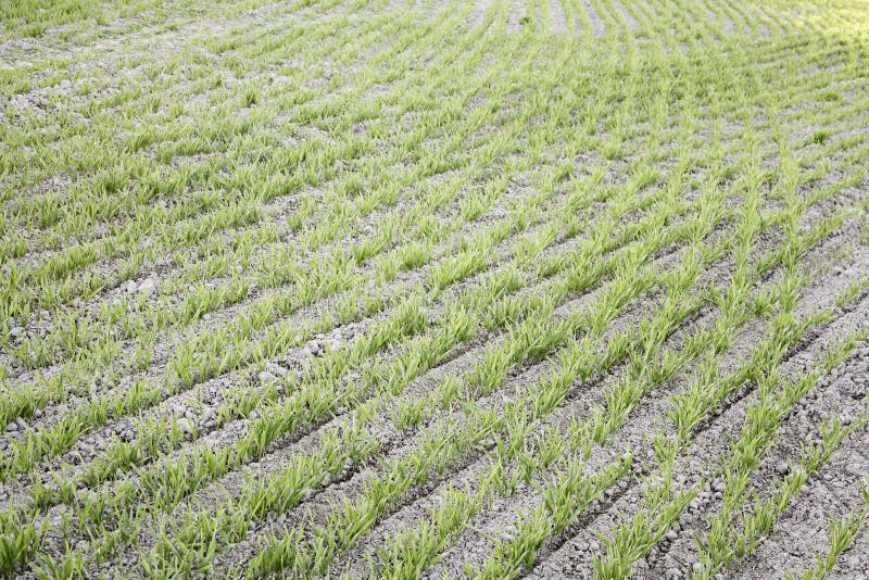 Newly planted grass stock photo. Image of close, outdoor - 67340646
