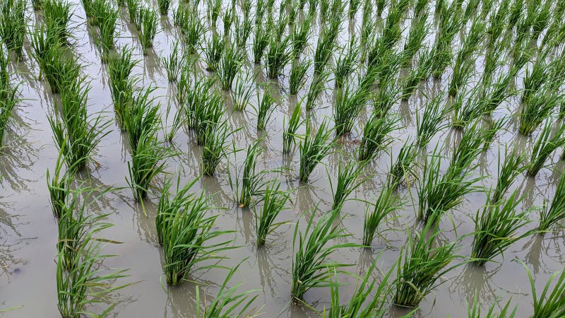 Newly Planted Green Young Rice Plants. High Angle Stock Image - Image ...