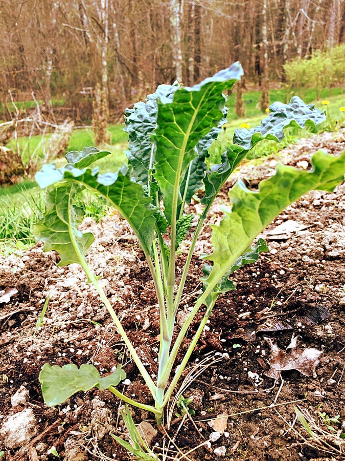 Kale Plant stock photo. Image of garden, vegitable, young - 116023976