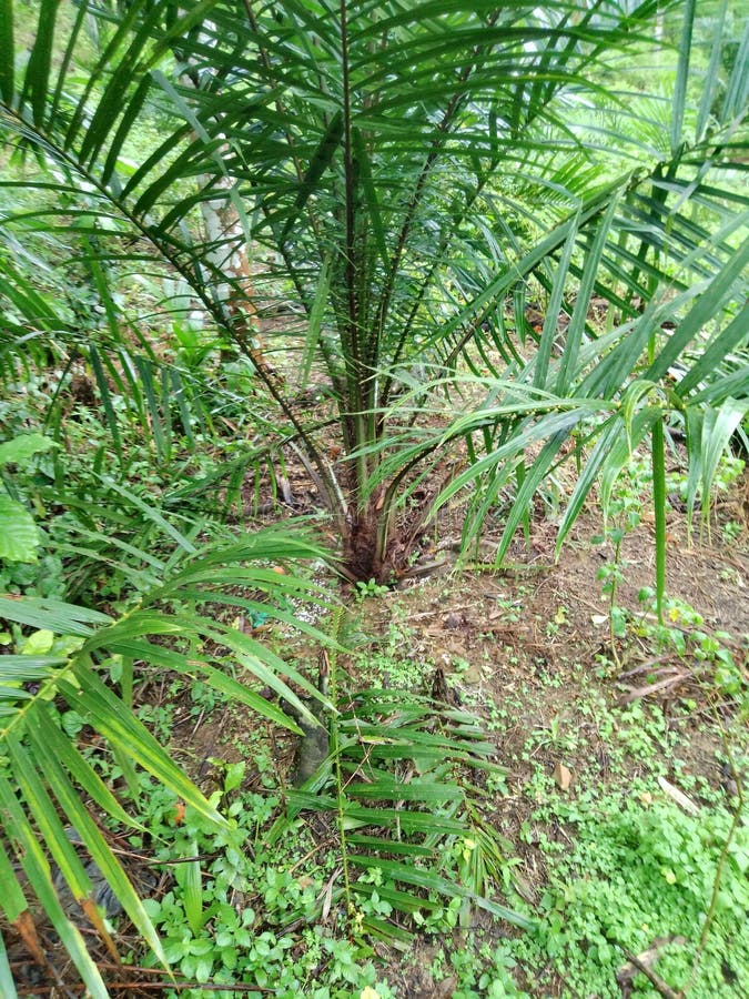 Newly planted oil palm stock photo. Image of palm, planted - 381113368