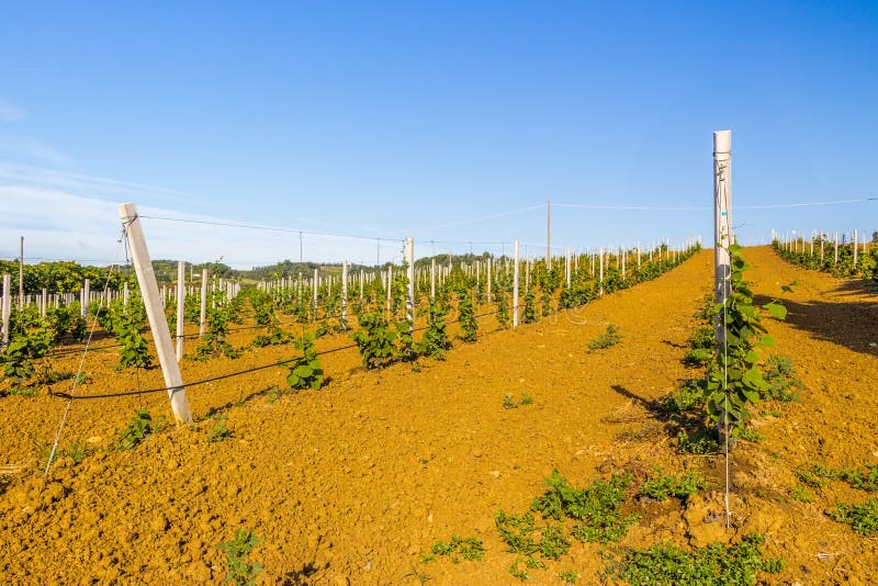 Newly Planted Orchards Organized into Rows Stock Photo - Image of ...