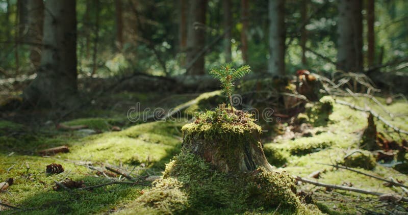 Newly Planted Pine Sapling Growing on Top of a Mossy Tree Stump in the ...