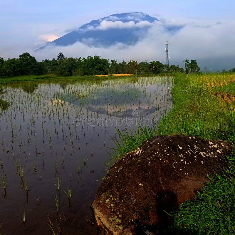 Newly planted rice stock photo. Image of grass, nature - 267122740