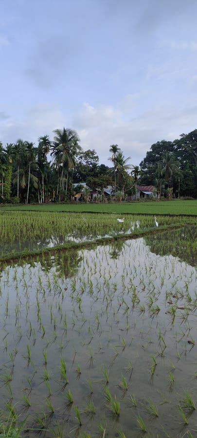 Newly Planted Rice Field in Sunny Morning Stock Photo - Image of newly ...