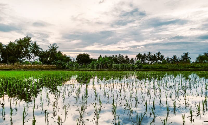 Newly Planted Rice in the Fields Stock Image - Image of fields, rice ...