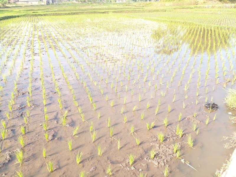 Newly planted rice fields stock image. Image of planted - 330155143