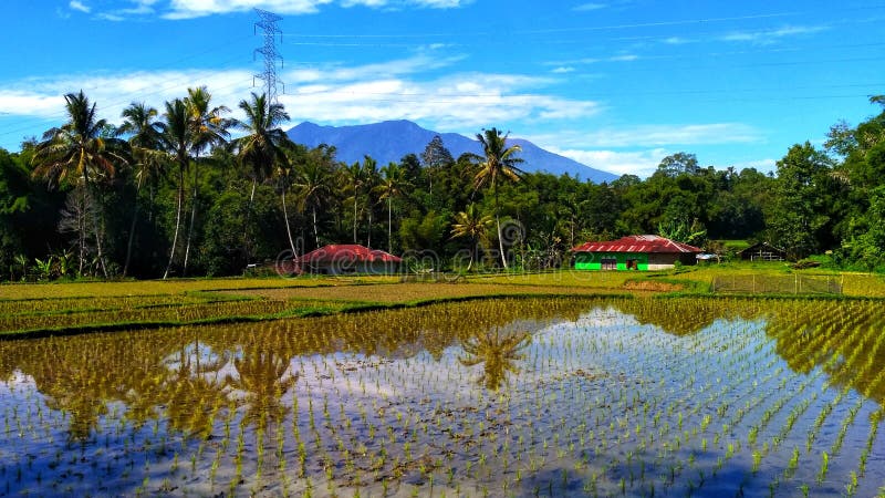 The Expanse of Rice Fields between the Forest and Mount Merapi Stock ...