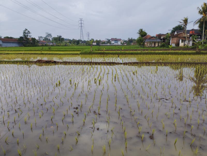 Newly Planted Rice Fields are Inundated with Water Stock Photo - Image ...
