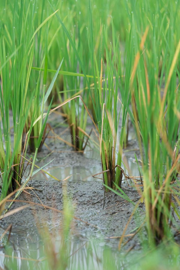 Newly planted rice fields stock photo. Image of plant - 289828470
