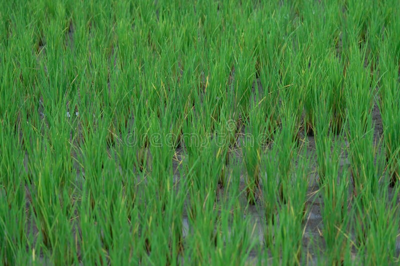 Newly planted rice fields stock photo. Image of rice - 289828608