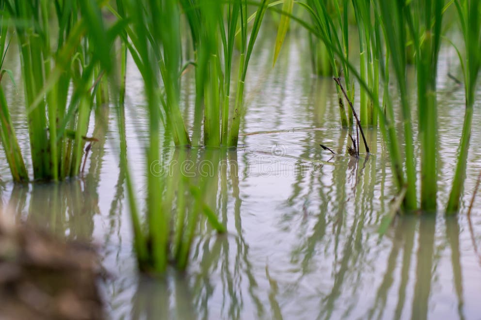 Newly Planted Rice in the Fields Stock Photo - Image of mountain, scene ...