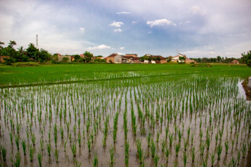 Newly Planted Rice Plants in the Fields Stock Image - Image of meadow ...