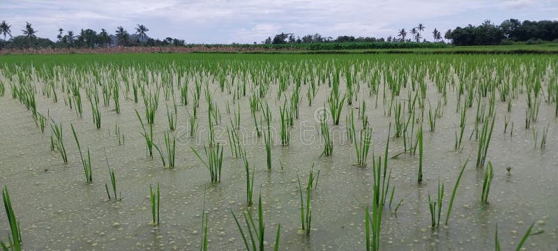 Newly Planted Rice Plants are Green Stock Photo - Image of field ...