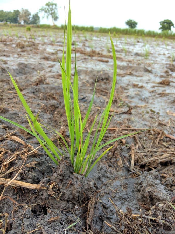 Newly Planted Rice Plants, Planting is Still Done Using Traditional ...