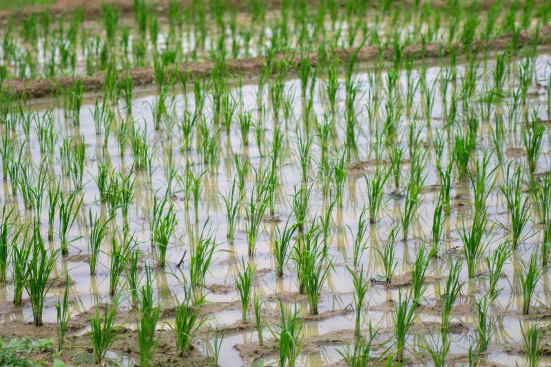 Newly Planted Rice Seedlings Stock Image - Image of organic, rustic ...
