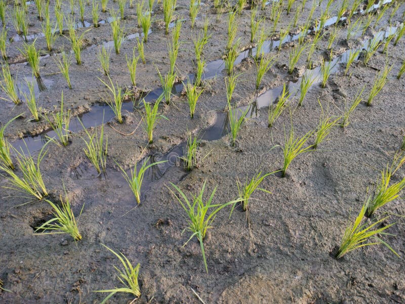 Rice seeds in the fields stock image. Image of farm - 258617067
