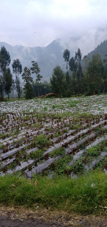 Newly Planted Tobacco Plants in Dieng, Wonosobo, Central Java Stock ...