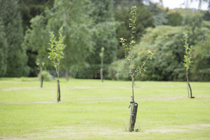 Newly planted trees stock image. Image of newly, leaf - 61812999
