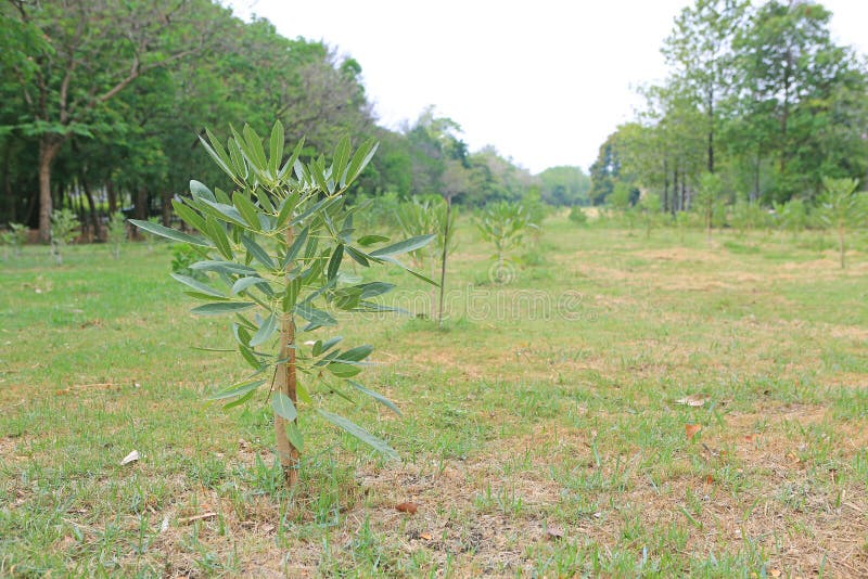 Newly Planted Trees in a Row at the Garden Stock Photo - Image of ...