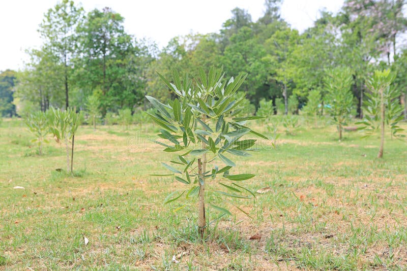 Newly Planted Trees in a Row at the Garden Stock Image - Image of ...
