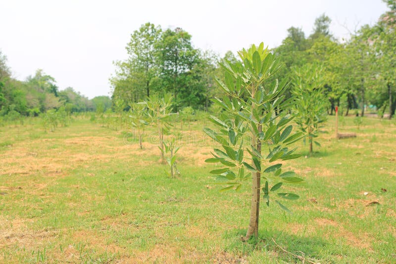 Newly Planted Trees in a Row at the Garden Stock Image - Image of ...
