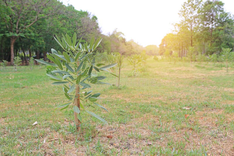Newly Planted Trees in a Row at the Garden Stock Image - Image of ...