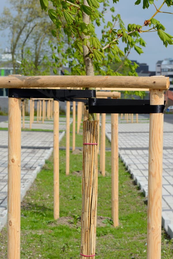 Newly planted trees stock photo. Image of protect, protection - 39787476