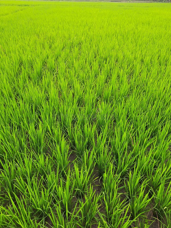Vast Paddy Fields of Tana Toraja Stock Image - Image of local ...