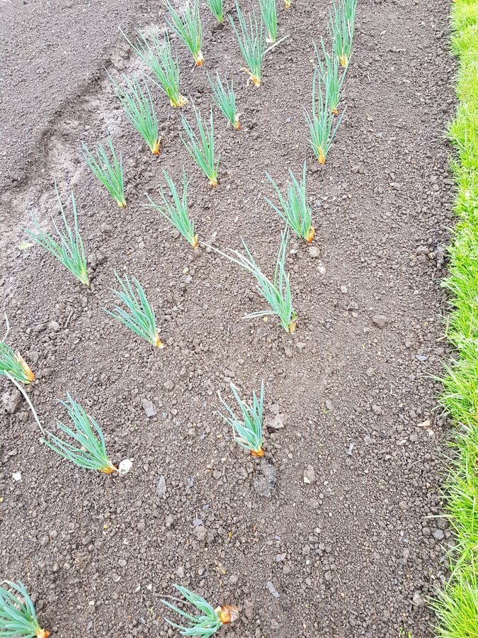 Newly Planted Vegetable Plants in Row. Stock Photo - Image of neat ...