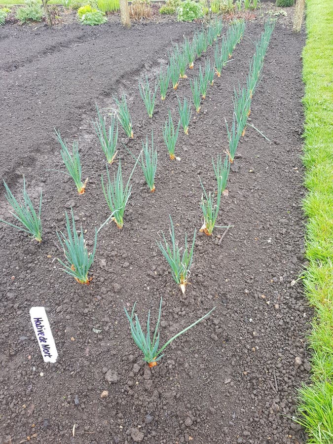 Newly Planted Vegetable Plants in Row. Stock Image - Image of planted ...