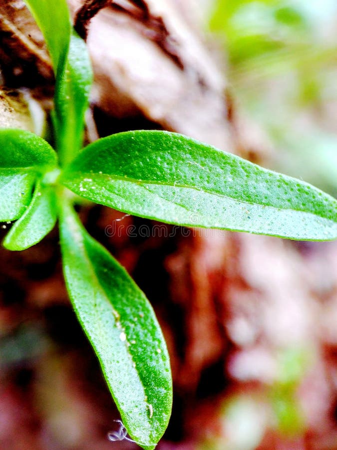 New bud and leaf stock photo. Image of looking, newly - 101078422