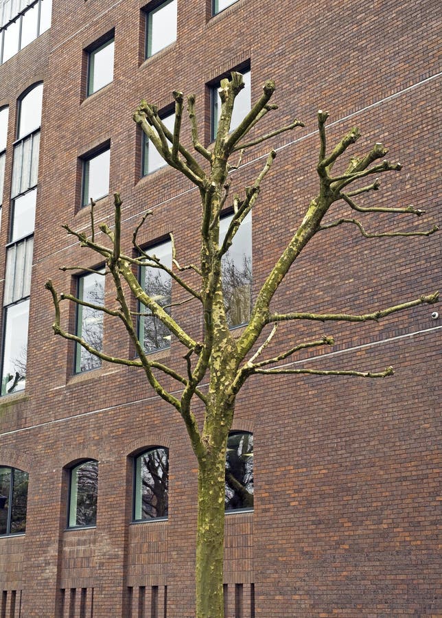 A Newly-pruned Tree in Bristol, UK Stock Image - Image of pruning ...