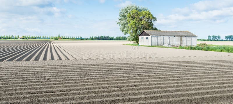 Newly Seeded Potatoes in Ridges Stock Photo - Image of europe, growing ...