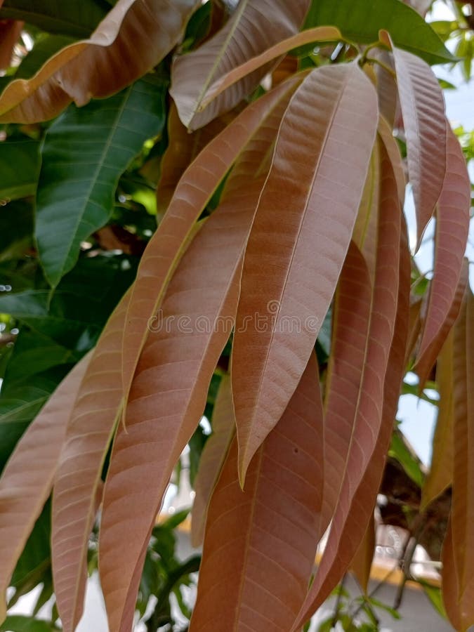 Newly Sprouted Mango Leaves Stock Photo - Image of cold, foliage: 379173776