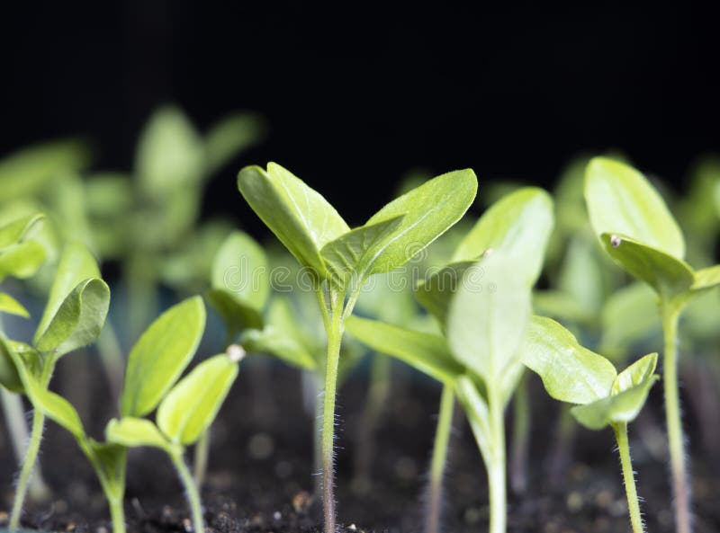 Newly Sprouted Tomato Plants Stock Photo - Image of vegetables, farm ...