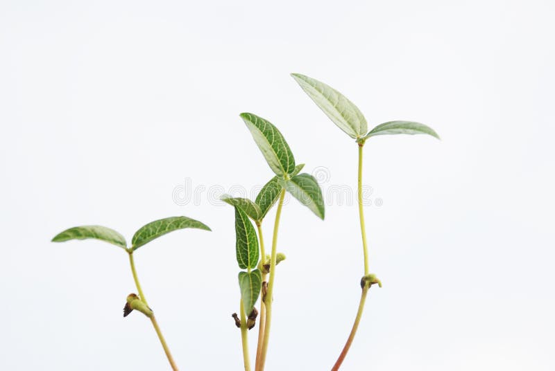 The Newly Sprouting Seedling Stock Photo - Image of detail, verdure ...