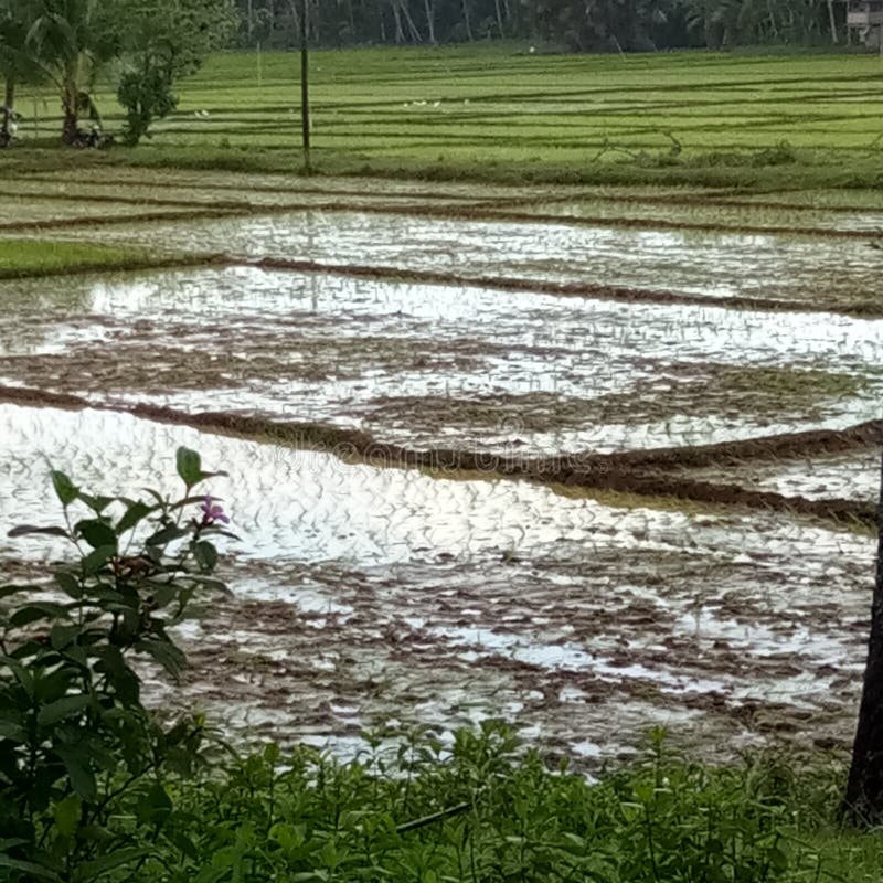 Newly Transplanted Shrubs beside Patio Stock Image - Image of shrubs ...