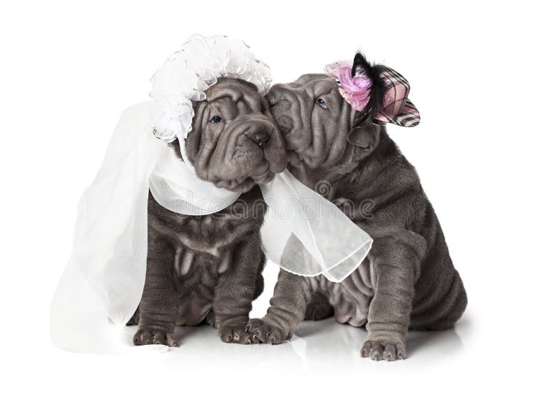 Hamster wedding stock image. Image of small, whiskers - 5127253