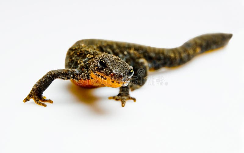 Newt stock image. Image of amphibious, foot, orange, amphibian - 19668399