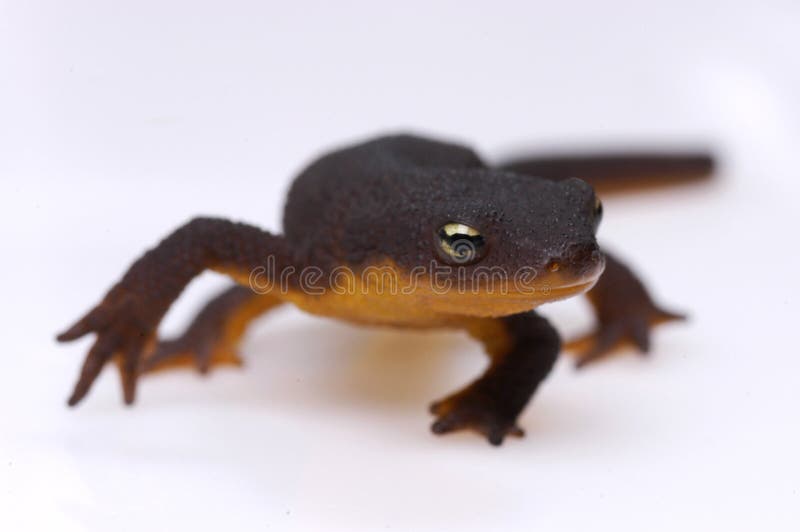 California Newt on White stock photo. Image of torosa - 4677176