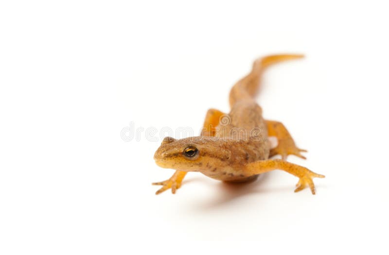 Newt isolated stock photo. Image of newt, amphibian, wildlife - 20064758
