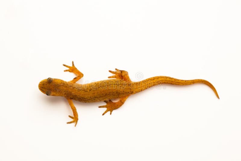 Newt isolated on white stock photo. Image of lizard, triton - 22362078
