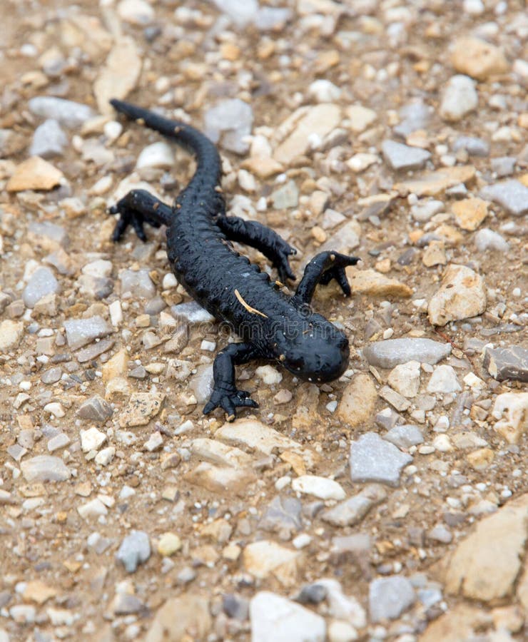 Newt stock photo. Image of newt, reptile, lizard, black - 35125176