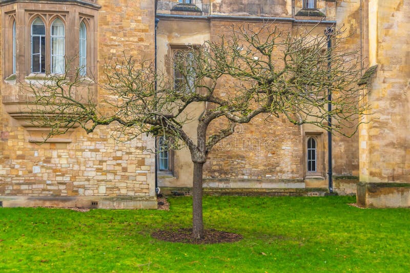 Newton S Apple Tree at Cambridge City Stock Image - Image of attraction ...
